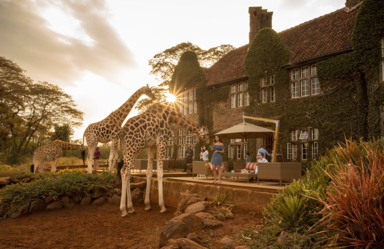 The Marvelous World of Giraffes - A Complete Guide - Walking Wild Africa