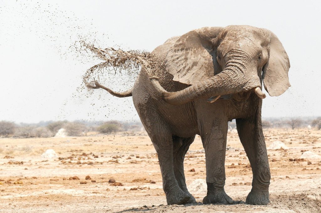 The Remarkable Intelligence of Elephants: A Deep Dive into Their ...