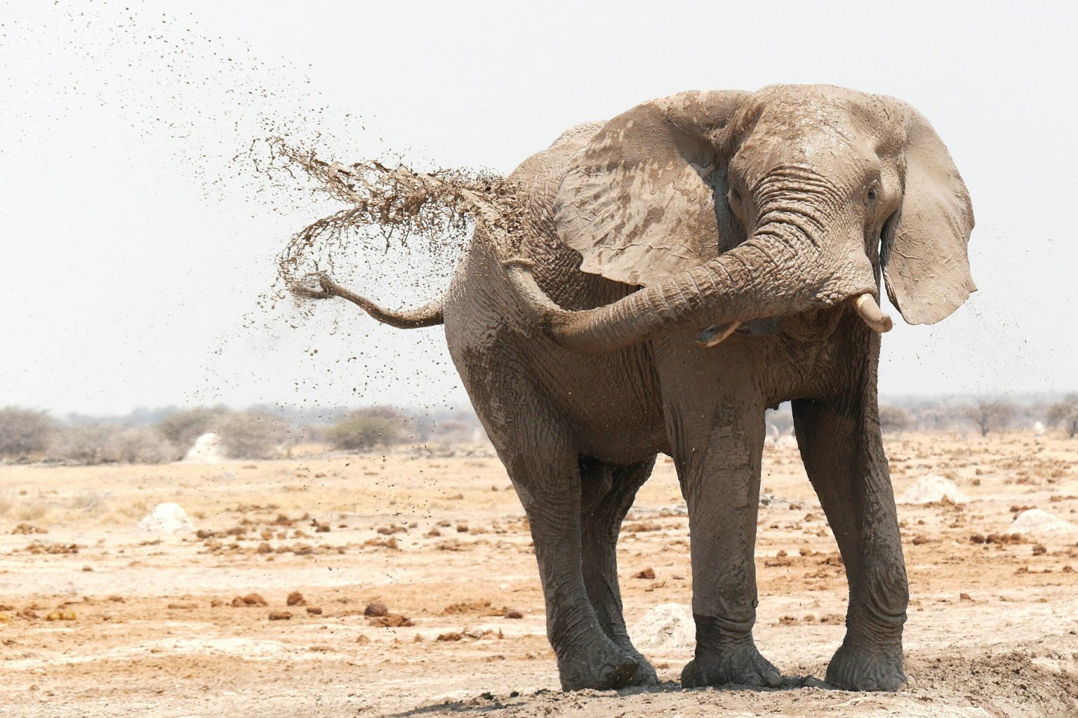The Remarkable Intelligence of Elephants: A Deep Dive into Their ...