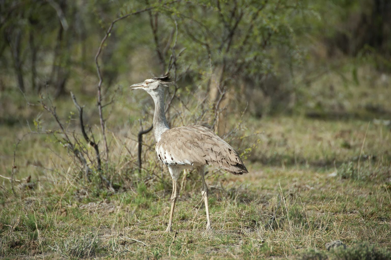 Kori Bustard: Africa’s Largest Flying Bird - Walking Wild Africa