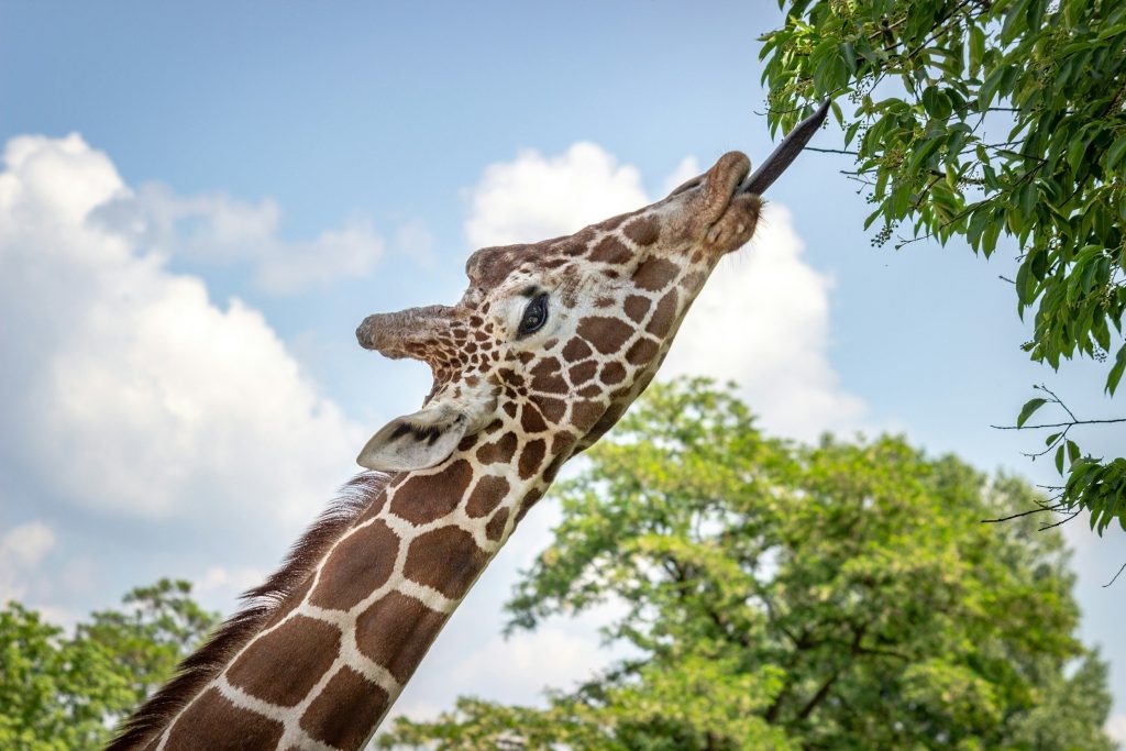 The Marvelous World of Giraffes - A Complete Guide - Walking Wild Africa