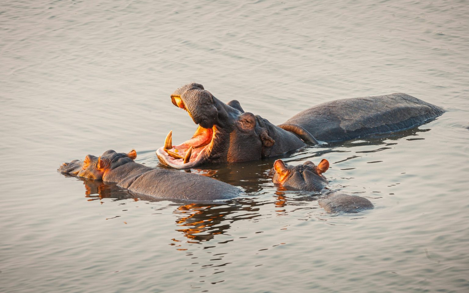 Understanding the Gentle Giants: A Comprehensive Safari Guide to Hippos ...