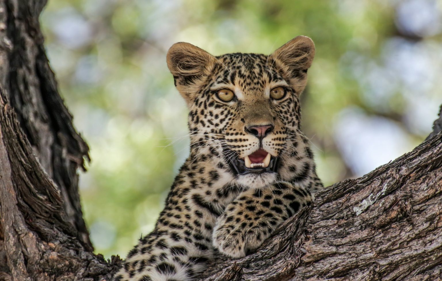 The Elusive African Leopard: A Comprehensive Guide - Walking Wild Africa