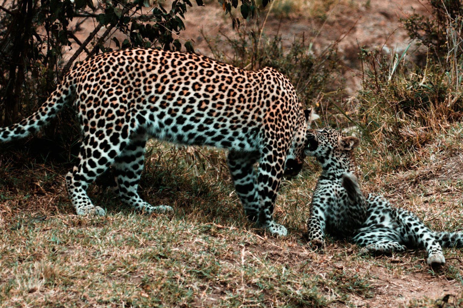 The Elusive African Leopard: A Comprehensive Guide - Walking Wild Africa