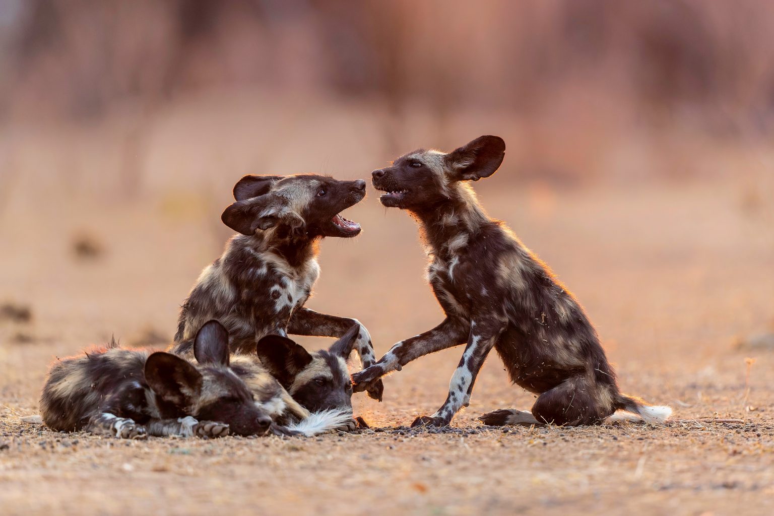 The Ultimate Guide to the African Wild Dog - Walking Wild Africa